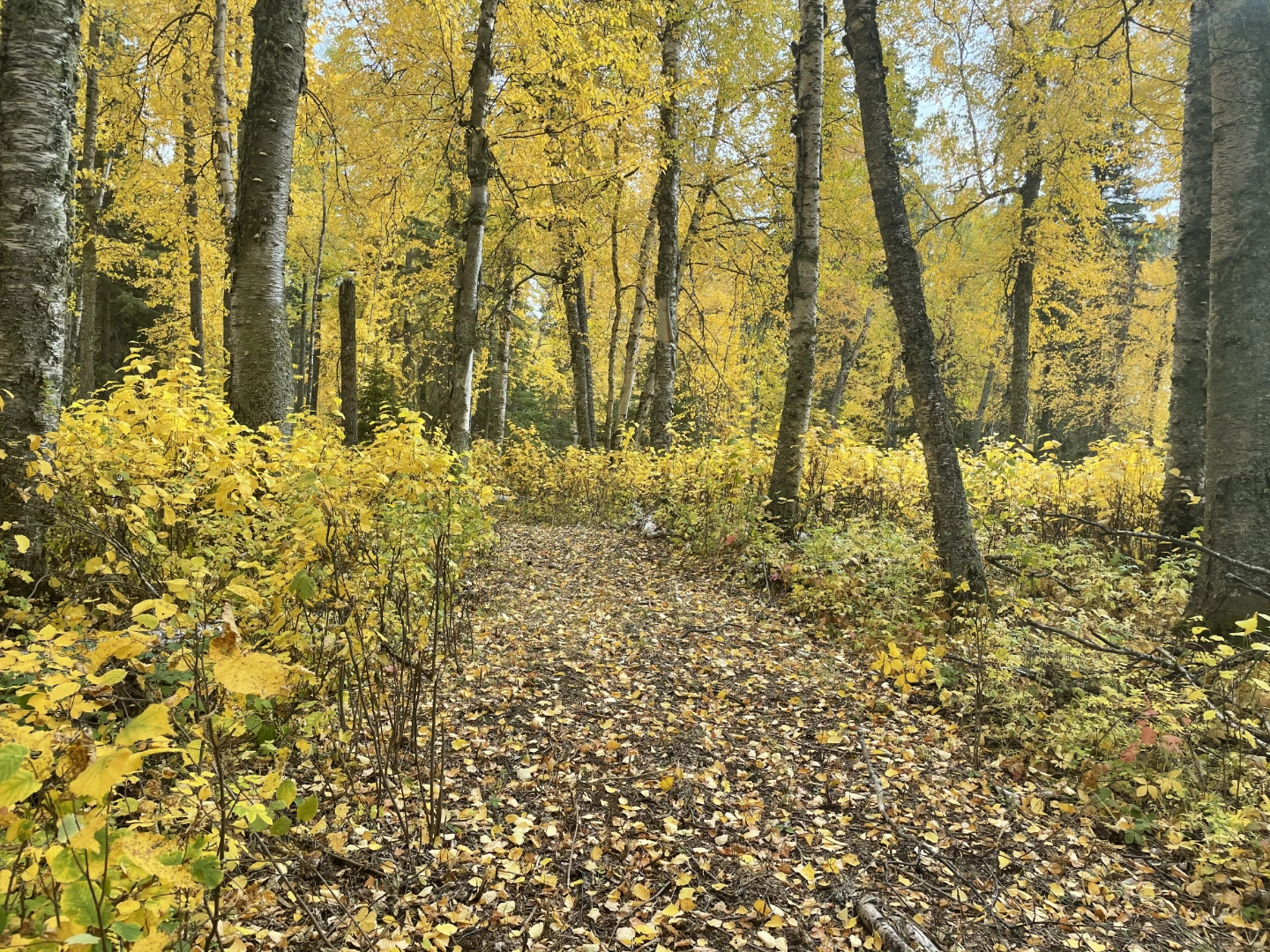 Area Info - Jones Estates at Lawrence Lake